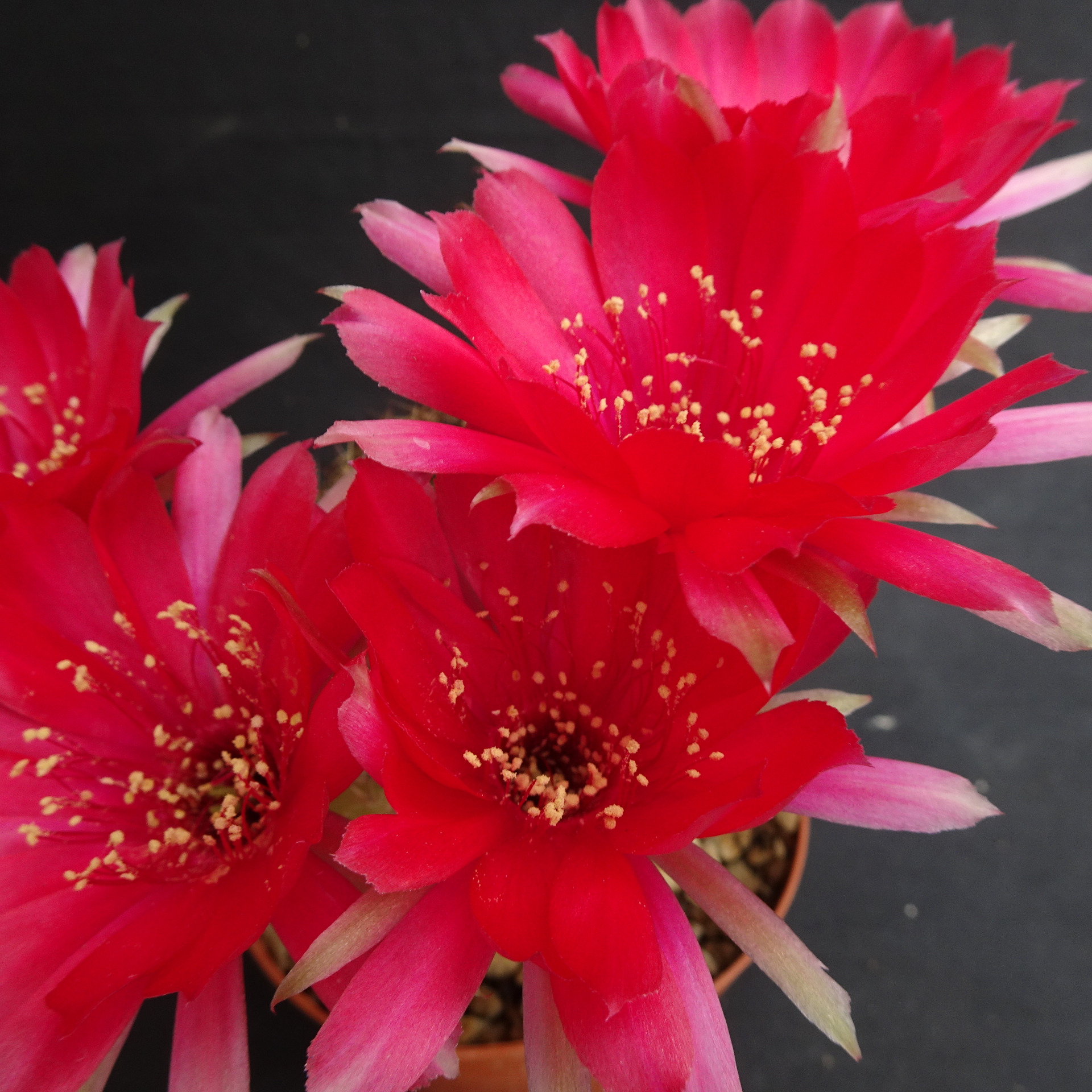 Cactus & Succulente Stefano Colombo