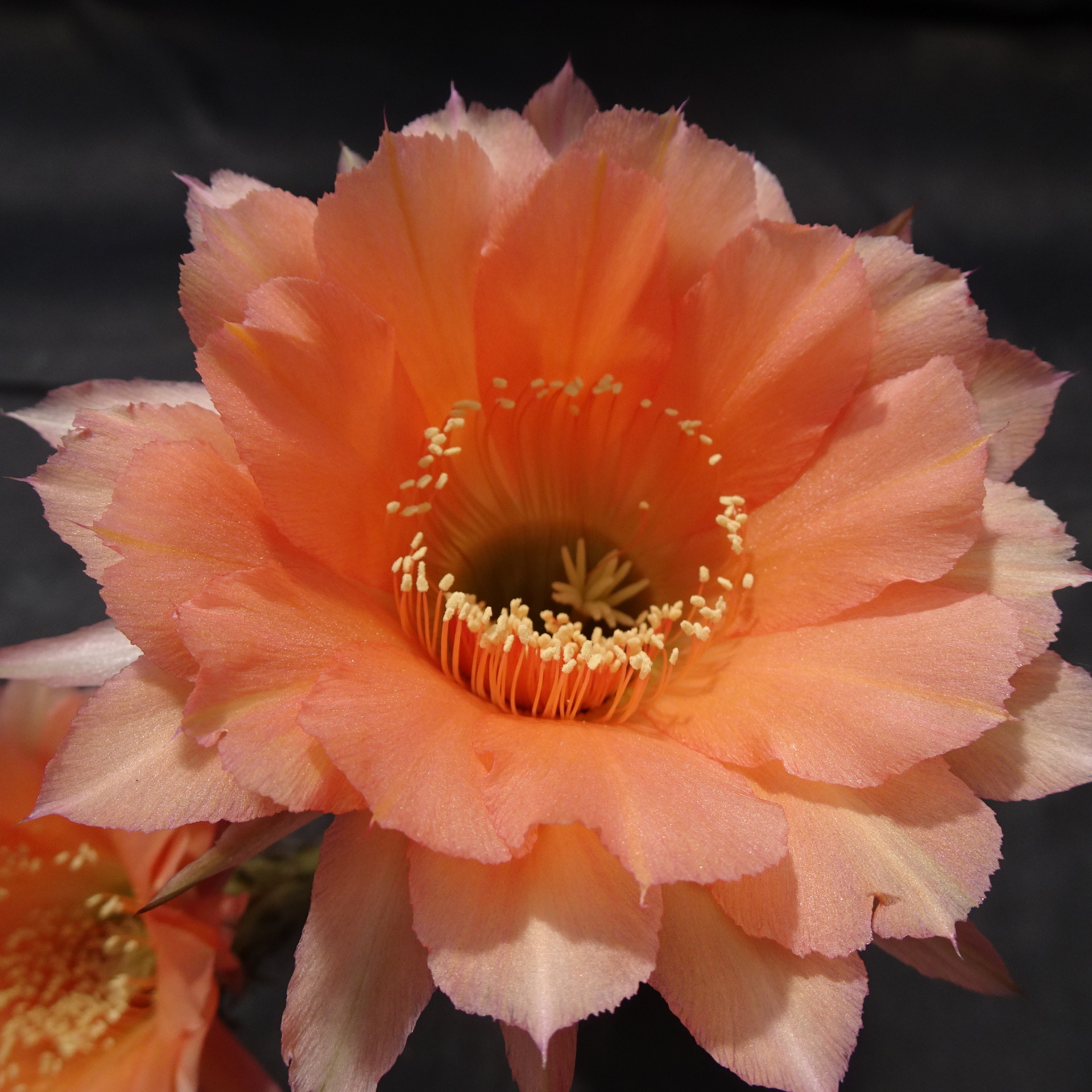 Cactus & Succulente Stefano Colombo