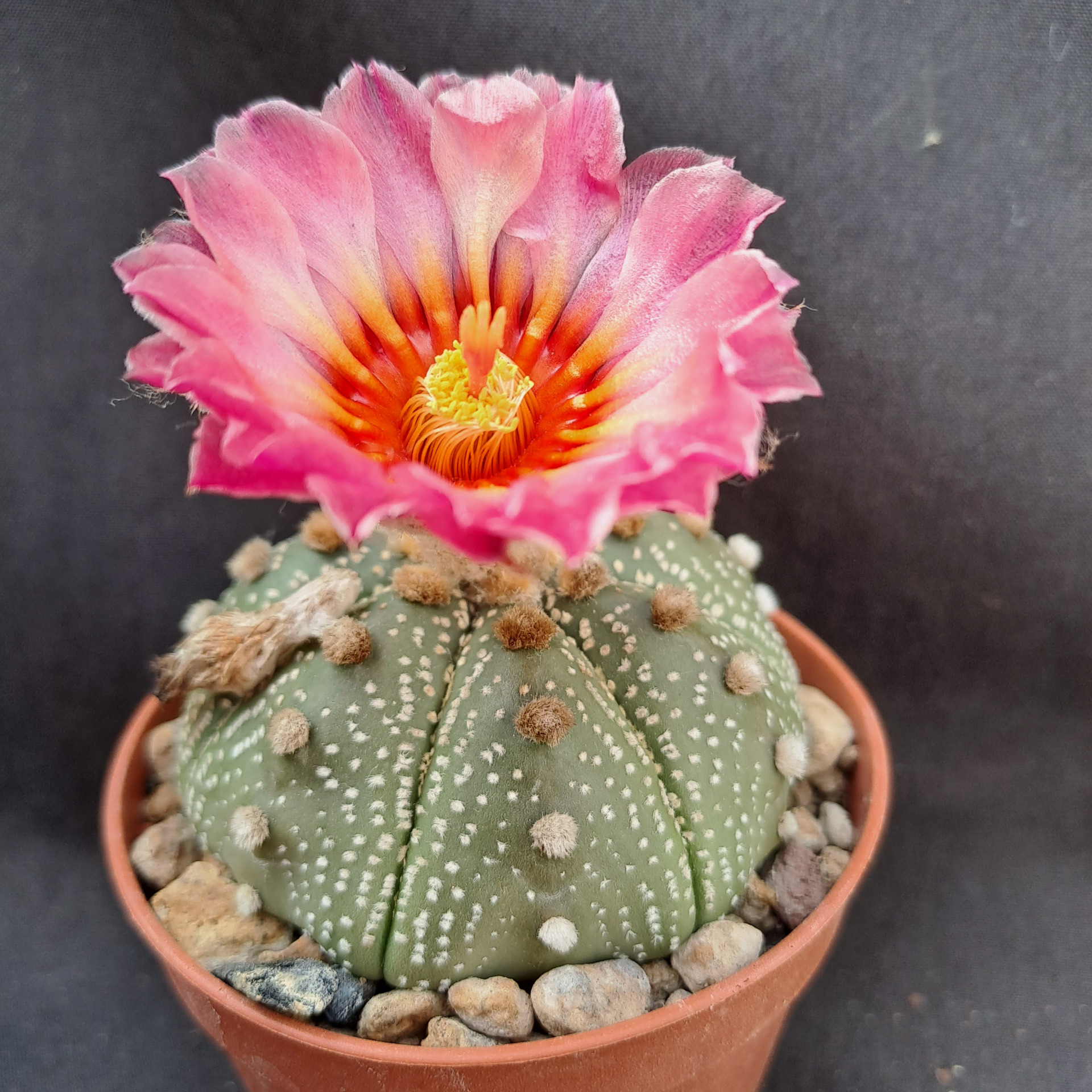 Cactus & Succulente Stefano Colombo