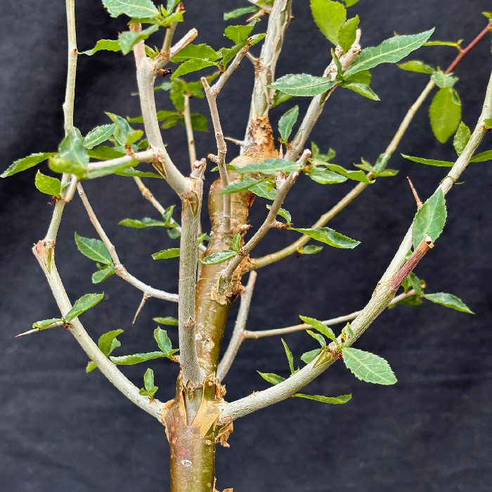Commiphora sp. aff. lindensis (East Africa) cod.MU229/11.50 :: Cactus ...