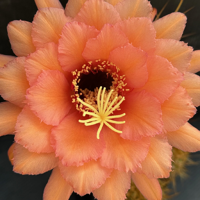 Trichocereus hybrid cod.Y098/25MULTI :: Cactus & Succulente Stefano Colombo