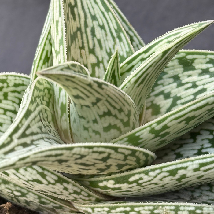 Aloe cv. 'Tribal' (Garden origin) cod. MU348/12.00 :: Cactus ...