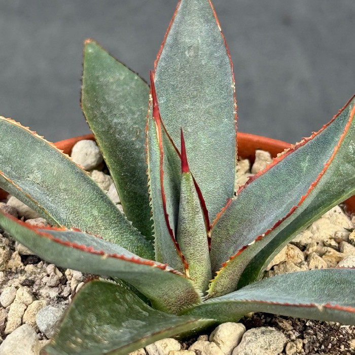Mangave cv. 'Praying Hands' (Garden origin) cod. MU450/6.50 :: Cactus ...