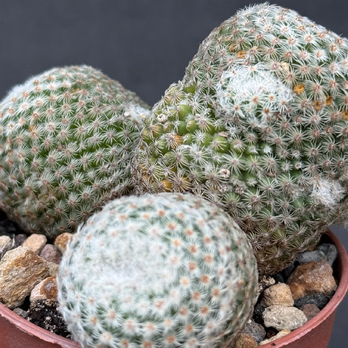 Mammillaria tlalocii (Mexico) cod. A533/6.50 :: Cactus & Succulente ...