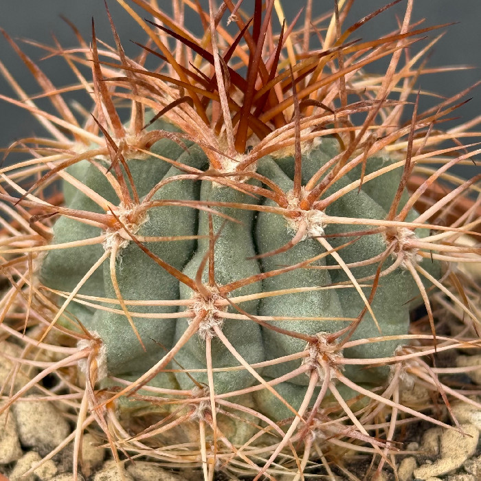 Denmoza rhodacantha (Argentina) cod. MU521/6.50 :: Cactus & Succulente ...