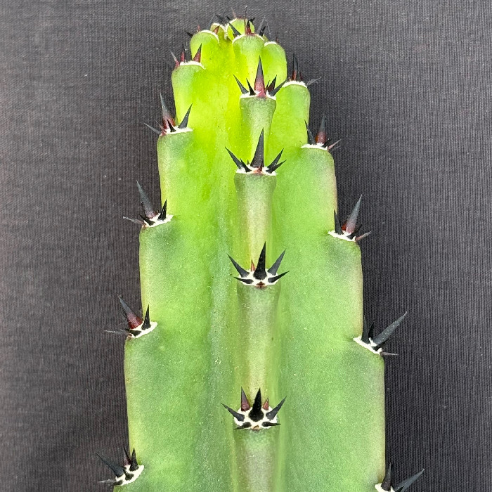 Eriocereus jusbertii (Cutting/Talea 35cm-45cm) (Special Clone - VERY ...