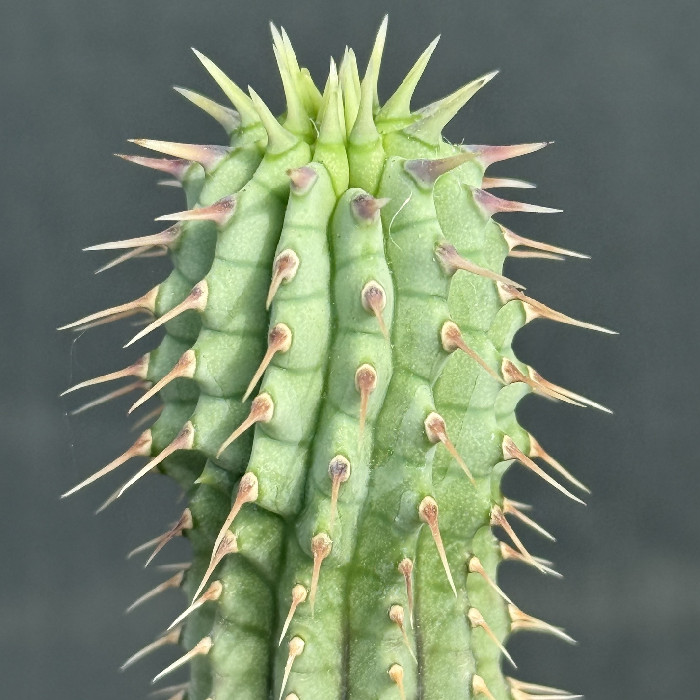 Hoodia gordonii (South Africa) cod. MU254/5.50 :: Cactus & Succulente ...